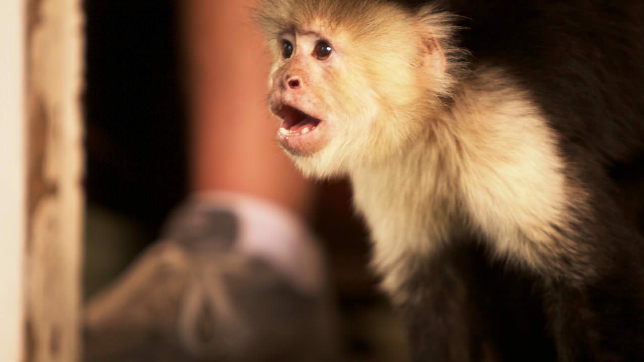 Electra Avellan Flying Monkeys